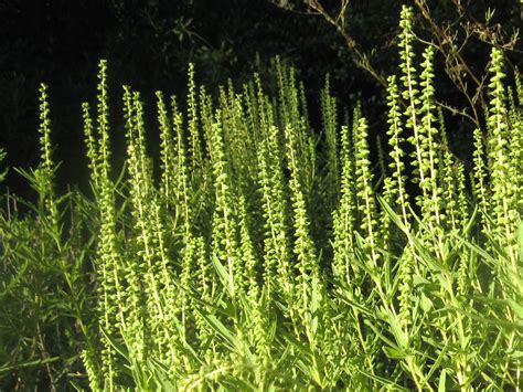 Western Ragweed Nature Collective