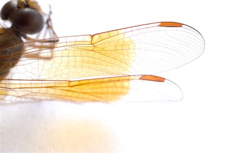 잠자리 버그 매크로의 날개는 환경 교육 개념을위한 완벽한 몸과 아름다운 패턴 투명 슬림 날개와 흰색 배경 열대 자연 곤충 위의 이미지를 클로즈업 가냘픈에 대한 스톡 사진 및