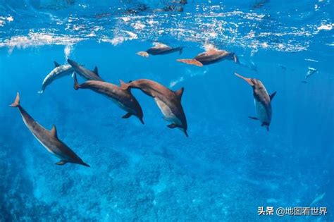 國家趣談42：紐埃是個什麼樣的國家？十個方面了解紐埃 每日頭條
