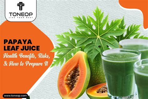 Papaya Leaf Juice Health Benefits And Risks Toneop