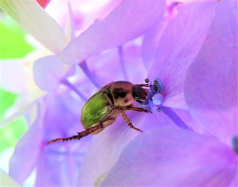 Beetle On Hydrangea Photograph By Cynthia Powers Fine Art America