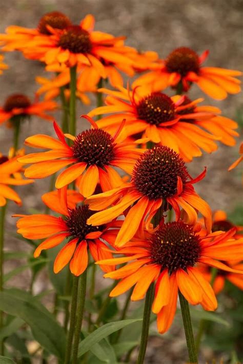 Recommended Tipshow To Grow Coneflowers Recommended Tips