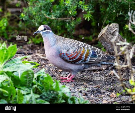 A Common Bronzewing Phaps Chalcoptera Foraging On The Ground