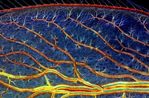 Damselfly Larva Gill Light Micrograph Stock Image C0333430