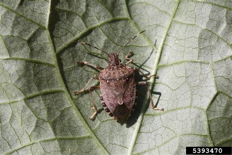 Brown Marmorated Stink Bug