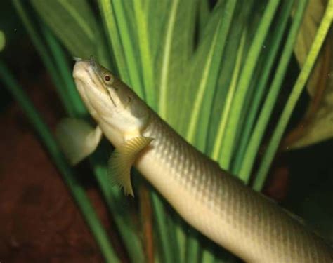 Bichir Size Diet And Facts Britannica