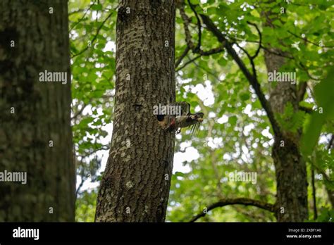 Great Spotted Woodpecker Dendrocopos Major Flies Away From His Nest