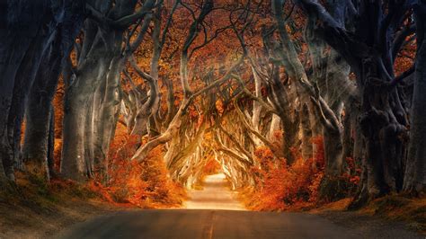 Autumn 8k Desktop Wallpapers Wallpaper Cave