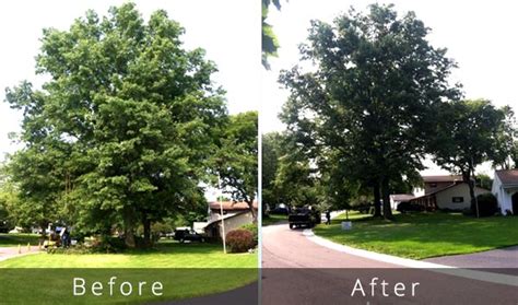 Tree Trimming Cost Calculator Save 43 On Trimming Estimates