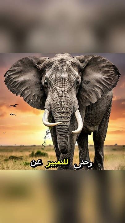 هل تعلم ؟أن الفيل هو أكبر حيوان بري على وجه الأرض، ويتميز بذاكرة قوية