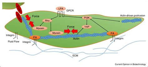 Impact Of The Physical Microenvironment On Tumor Progression And Metastasis Pmc