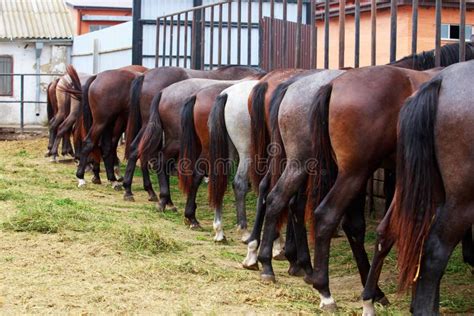 Horses On The Farm Stock Image Image Of Equine Adult 162640931