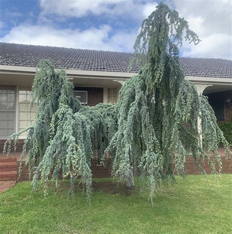 Dwarf Weeping Blue Atlas Cedar