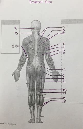 Muscles Posterior Flashcards Quizlet