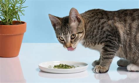 Can Cats Eat Sweet Potatoes Yes Bechewy