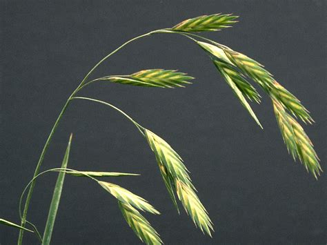 Rescuegrass Bromus Catharticus