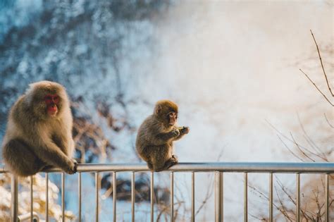 Face Nature Snow Photography Wildlife Monkey Macaque Fauna