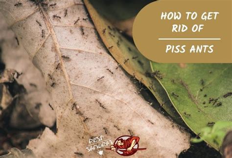 How To Get Rid Of Piss Ants A Complete Guide Pest Samurai Bug