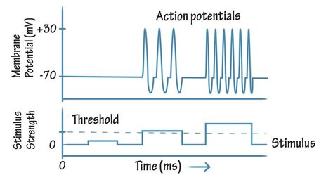 Understanding Neuronal Action Potentials