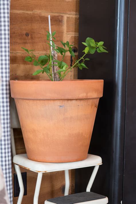 Potted Lime Tree Indoors Creative Cain Cabin