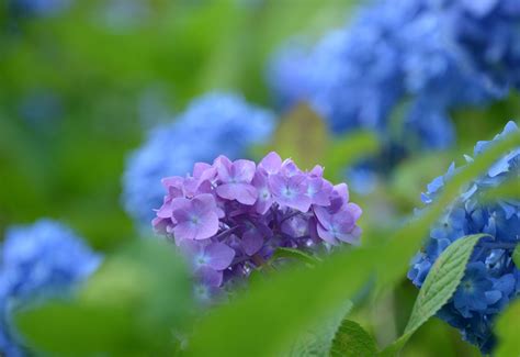 旬を求めて紫陽花園へ
