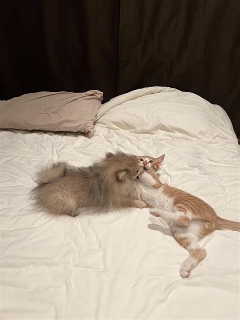 Momma Licks Me I Lick Momma Rkittypupperlove