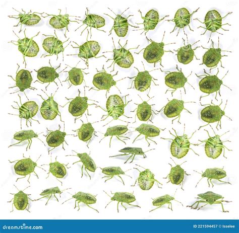 Final Stage Nymph Of A Green Shield Bug Insect Stock Image Image Of