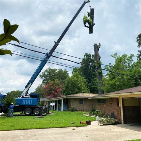 About Us Professional Tree Service