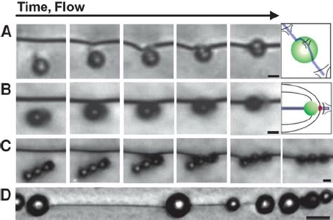 Trap And Transport Processes Time Sequence Of A Colloidal Particle