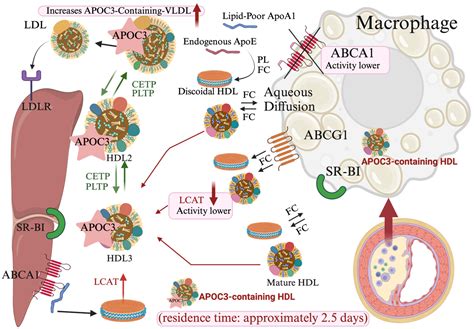 Multifaceted Role Of Apolipoprotein C3 In Cardiovascular Disease Risk