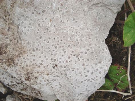 Corals Lithostrotion Junceum Uk Fossil Collecting