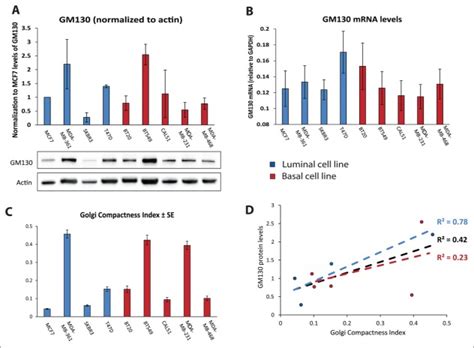 Loss Of Gm130 In Breast Cancer Cells And Its Effects On Cell Migration Invasion And Polarity Pmc