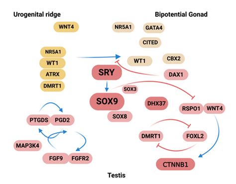 46xy Differences Of Sexual Development Endotext Ncbi 59 Off
