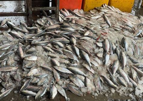 မော်လမြိုင်ကျွန်းမြို့နယ်မှ ရန်ကုန်ဈေးကွက်သို့ ဇန်နဝါရီလ တစ်လတာ ကာလအတွင်း ငါးသလောက်ပိဿာ ၈၀၀၀၀