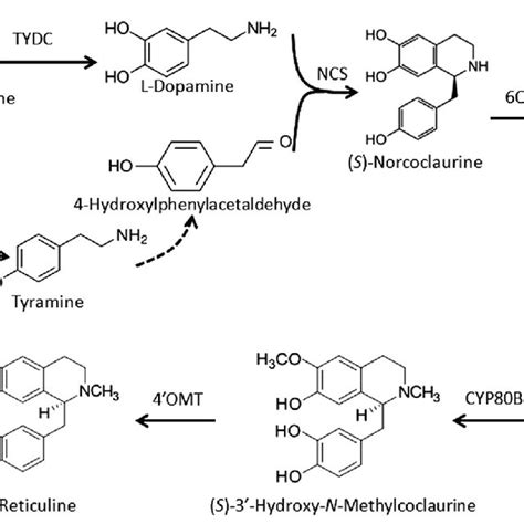 Pdf Investigation Of Benzylisoquinoline Alkaloid Biosynthetic Pathway