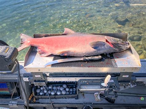 Small Fillet Table Quick Release™ System Qrs Fish Fighter® Products