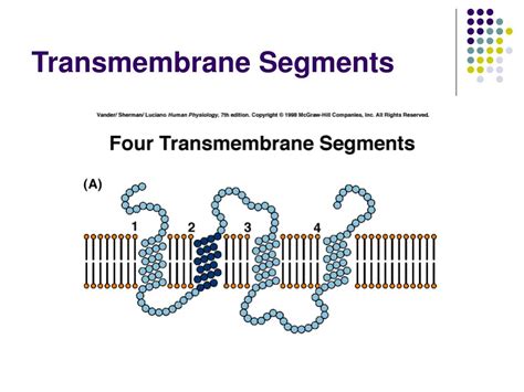 Ppt Transmembrane Protein Prediction Powerpoint Presentation Free Download Id 4684853