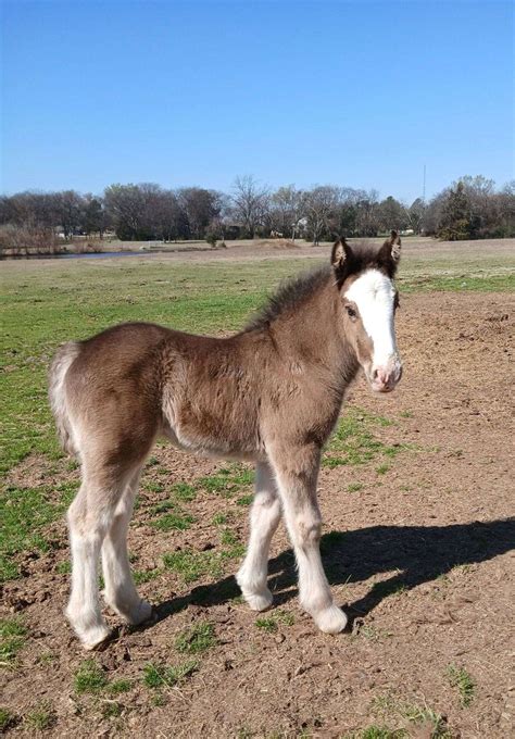 Big Solid Smokey Black Gypsy Vanner Filly With Patn1