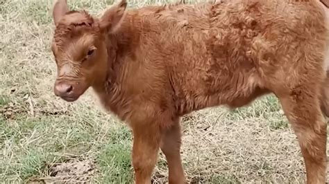 Heboh Sapi Betina Merah Lahir Di Israel Jadi Tanda Kiamat Versi Yahudi