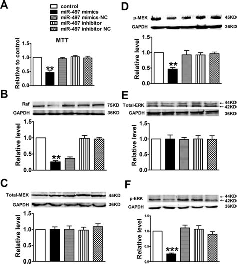 Overexpression Of Mir 497 Influenced The Proliferation Of Cultured