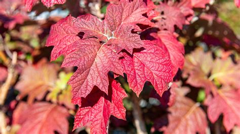 19 Shrubs With Fabulous Fall Color