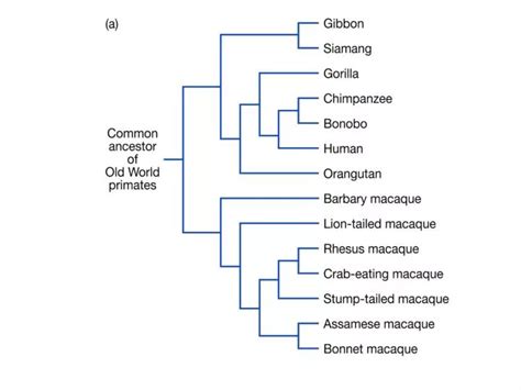 Ppt Morphospace Powerpoint Presentation Free Download Id3974672