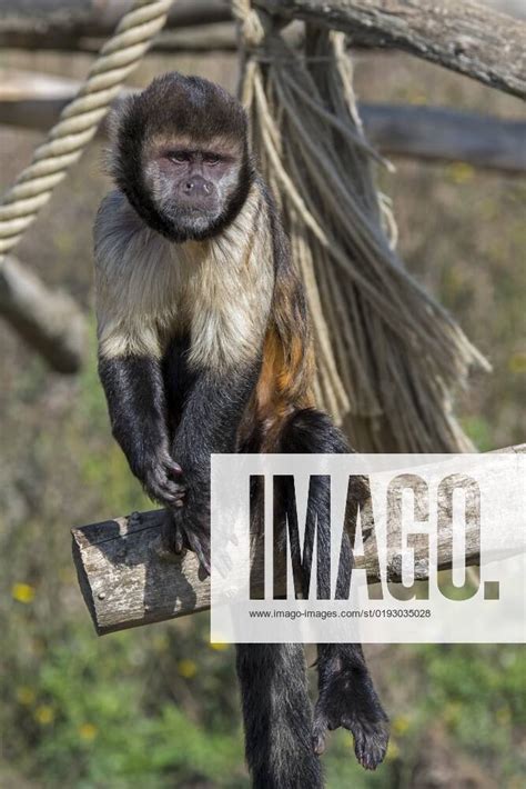Golden Bellied Capuchin