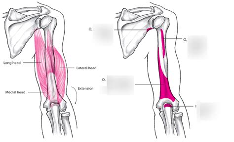 Triceps Brachii Diagram Quizlet