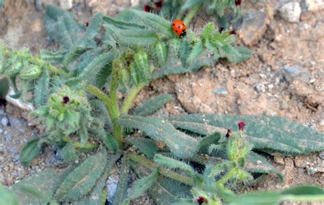 Nonnea Pulla Boraginaceae Resna