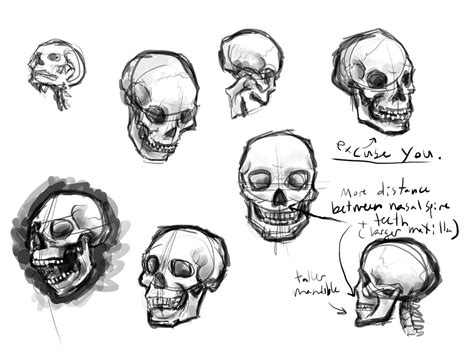 Human Skull Study 2 2 2013 By Blackrathmar On DeviantArt
