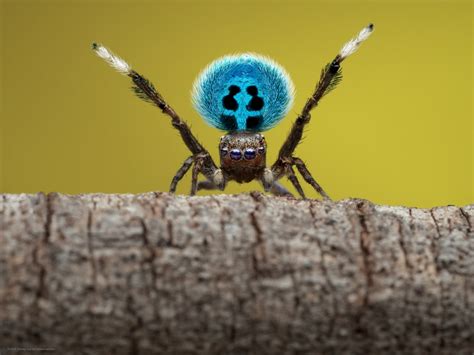 A Real Bug S Life Apple Tv