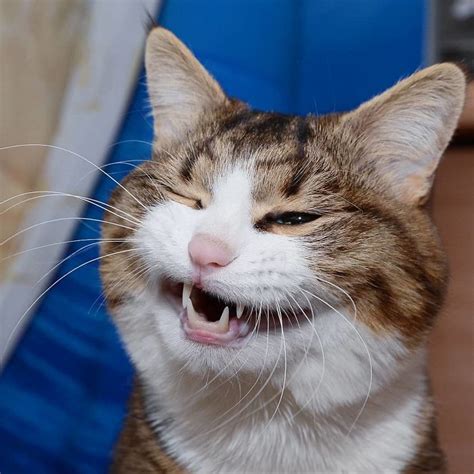 This Cat Is Taking Over The Internet With His Hilarious Facial