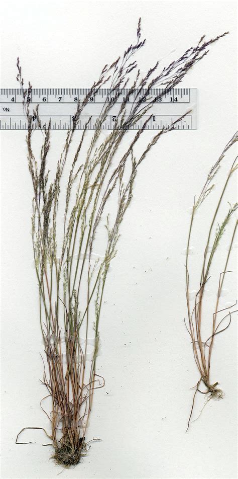 Common Bentgrass Agrostis Scabra