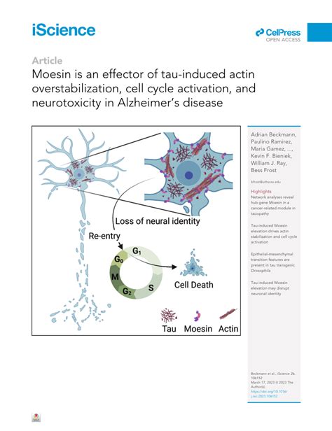 Pdf Moesin Is An Effector Of Tau Induced Actin Overstabilization